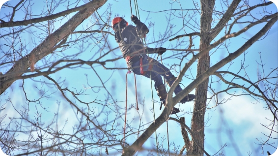Tree Cutting Services - Tree Thyme | Tree Surgeons | Felling | Pruning ...