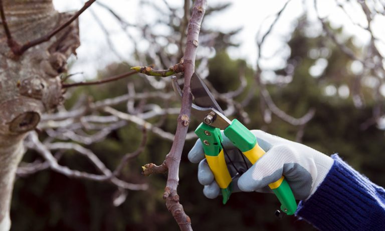 The Benefits of Regular Tree Maintenance and Tree Surgery - Tree Thyme ...
