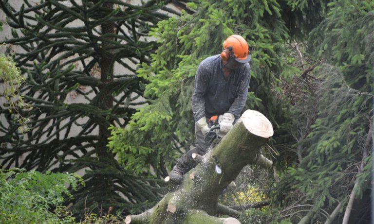 What does a tree surgeon do?