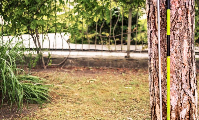 What Is Tree Surgery and Why Do Trees Need It?